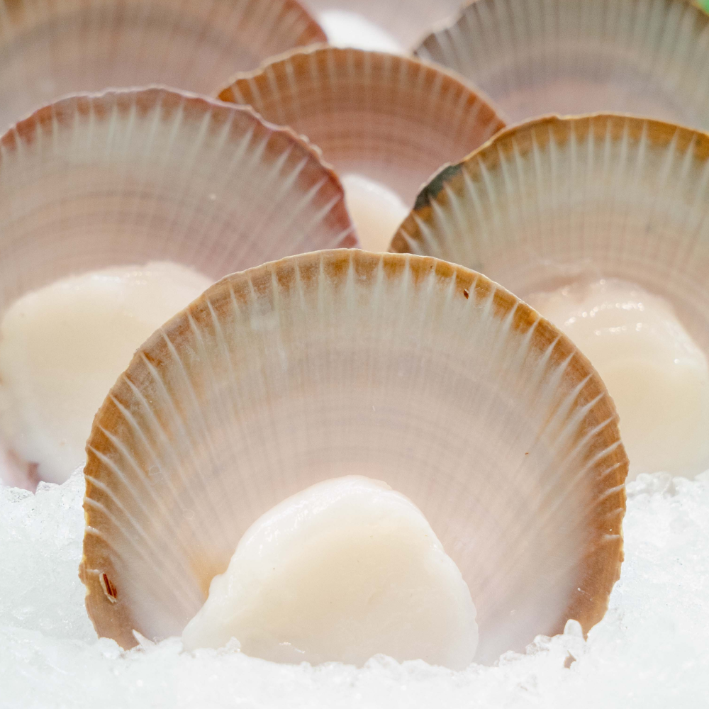 Shellfish – Astakos