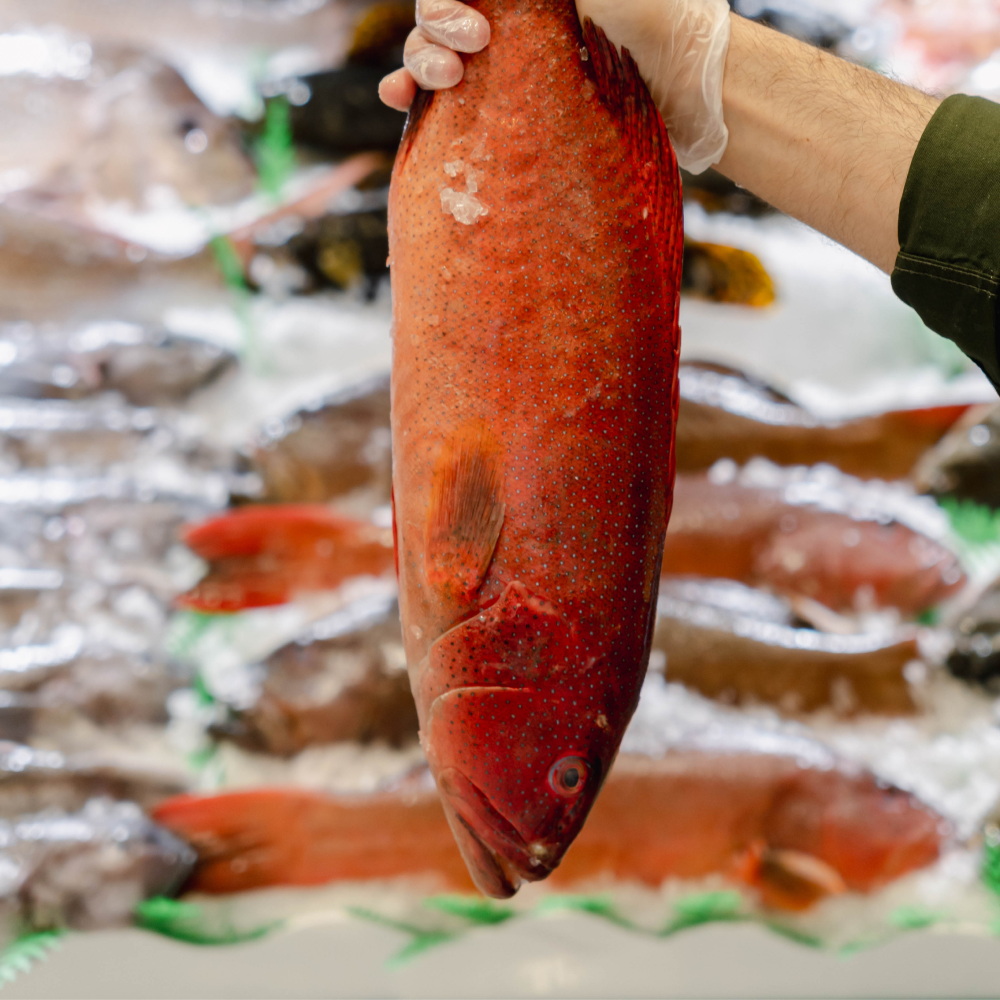 Whole fish – Astakos