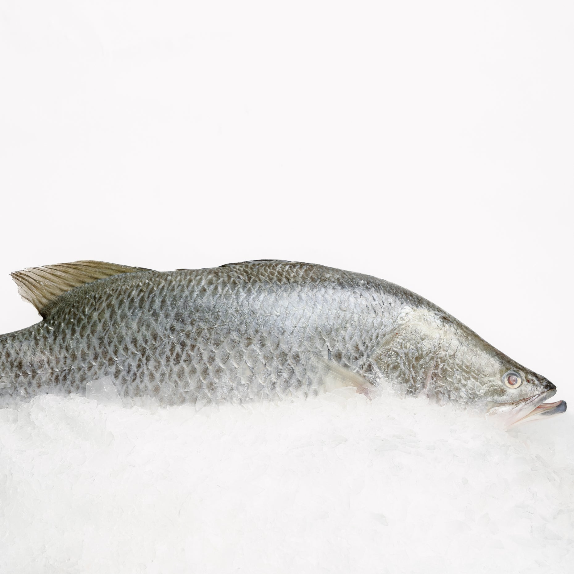 Whole fish – Astakos