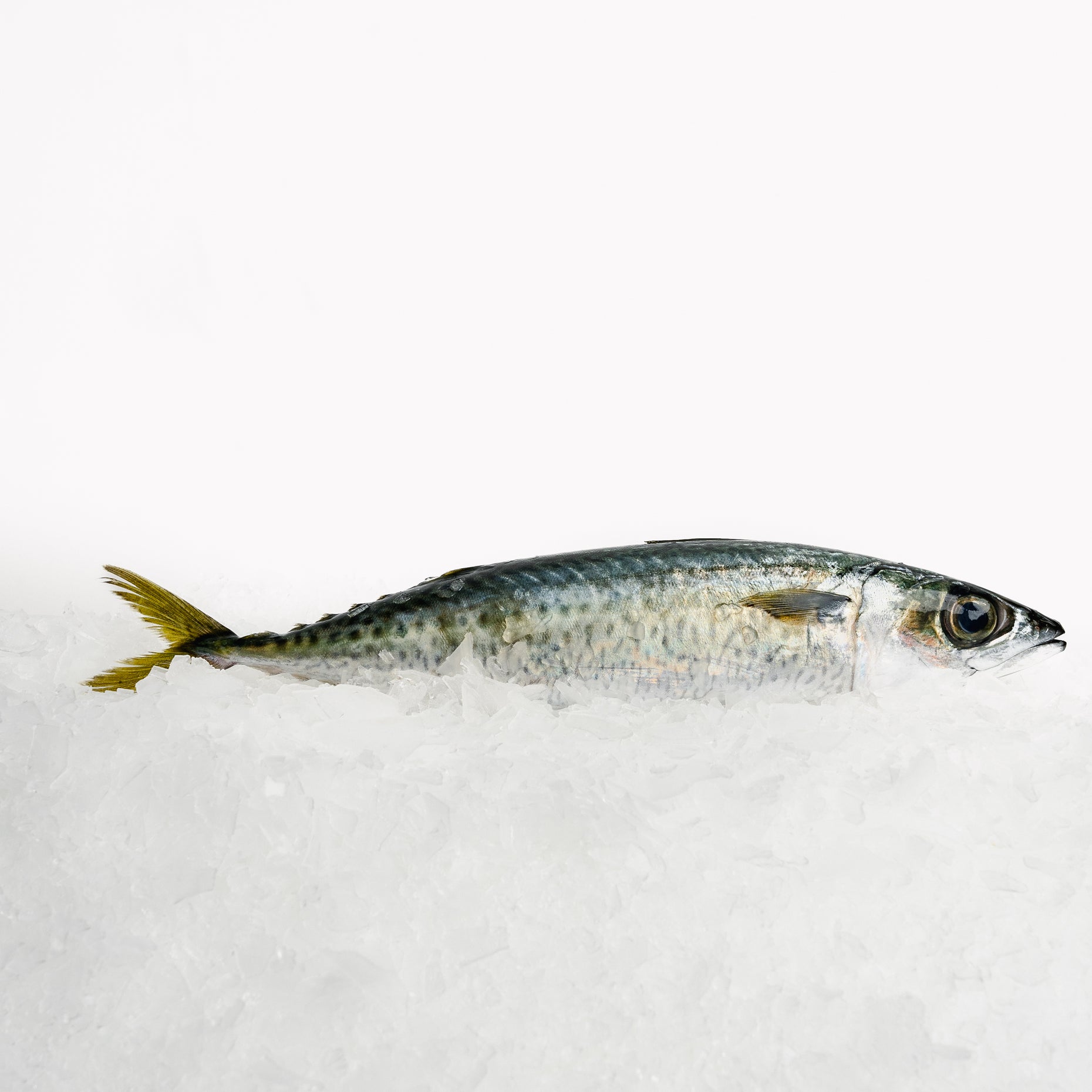 Whole fish – Astakos