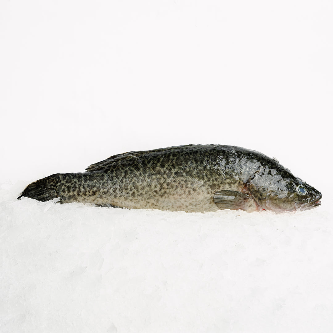 Murray Cod Whole (800g - 1.1kg) – Astakos