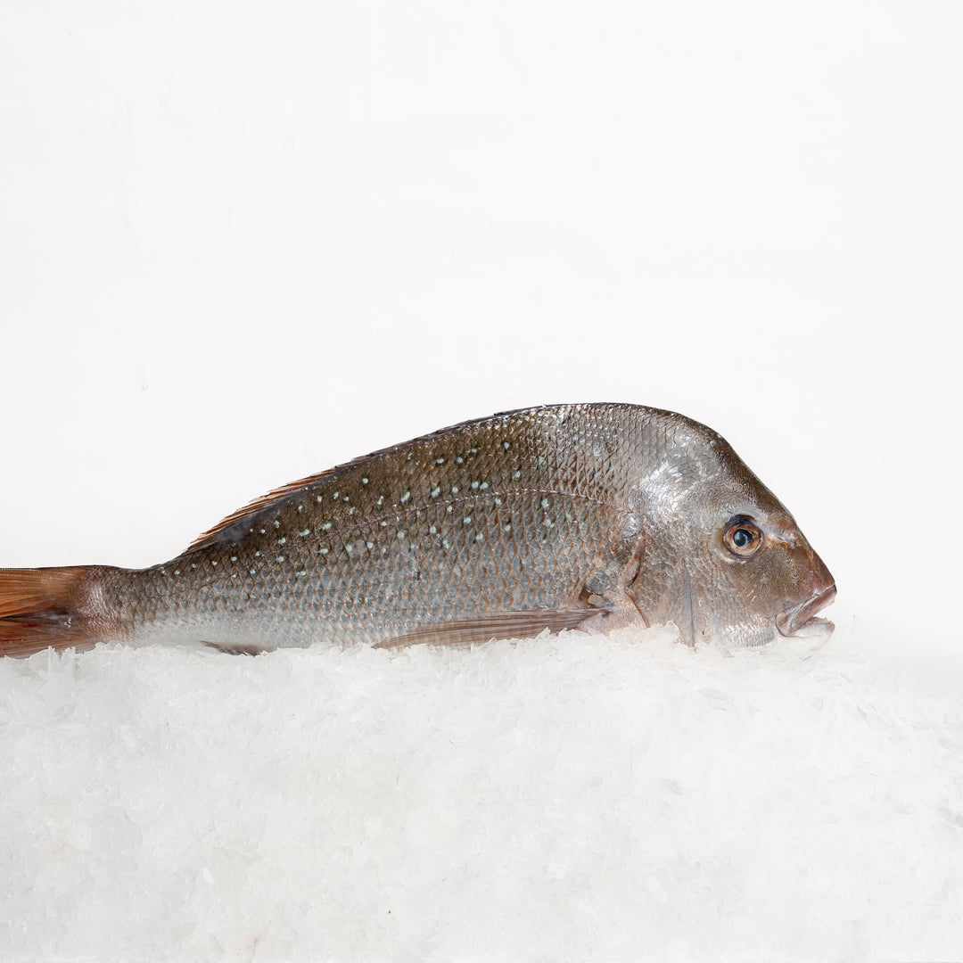 NZ Snapper Whole (0.9-1kg) – Astakos