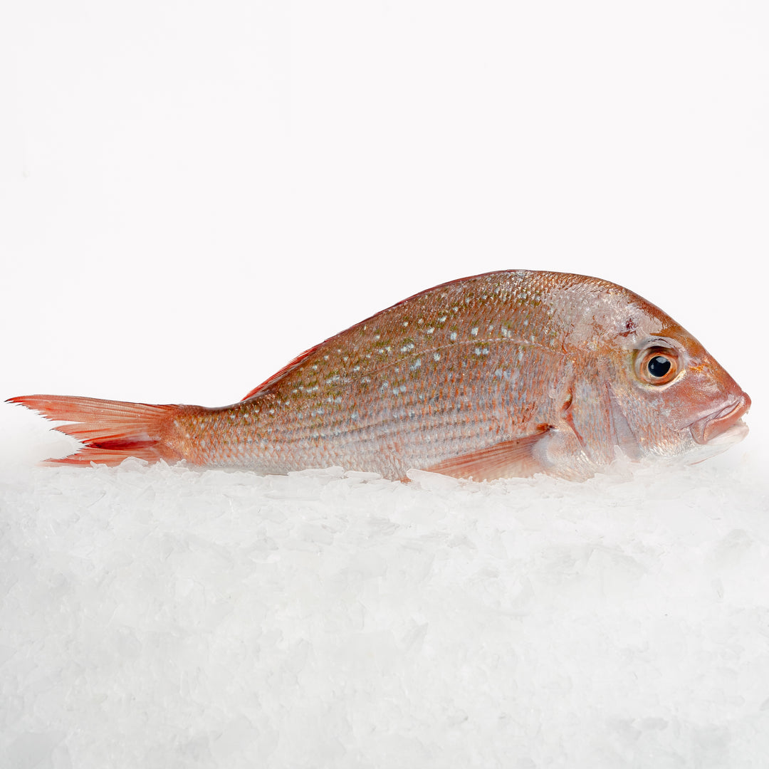 NZ Snapper Whole (700g-900g) – Astakos